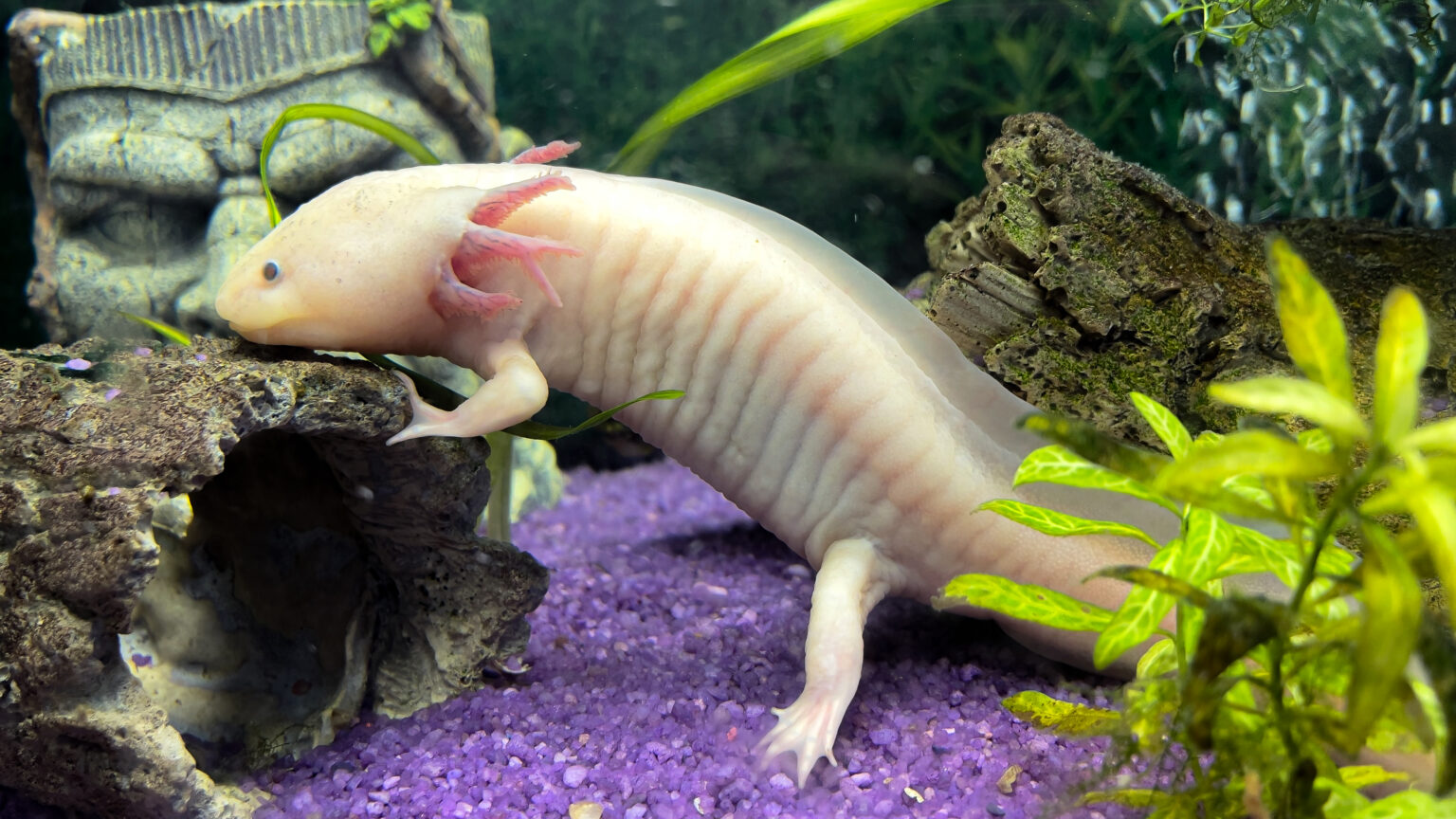 The Truth About Axolotl Lifespan: A Comprehensive Guide To Their ...