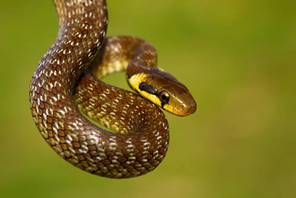 The Science Behind Snakes' Hearing Abilities: Do Snakes Have Ears ...