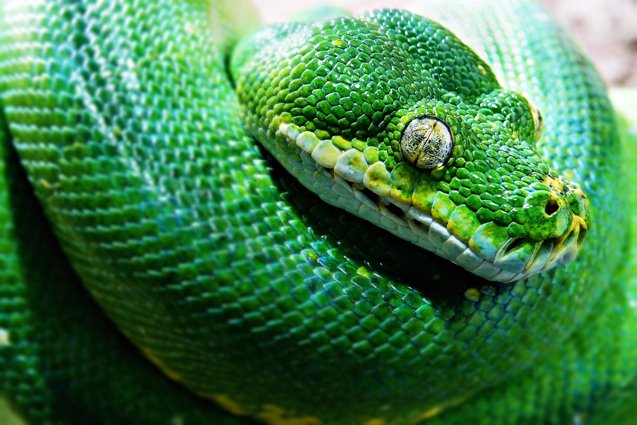 Do Snakes Blink? Why Snakes Don't Have Eyelids And How They See Without ...