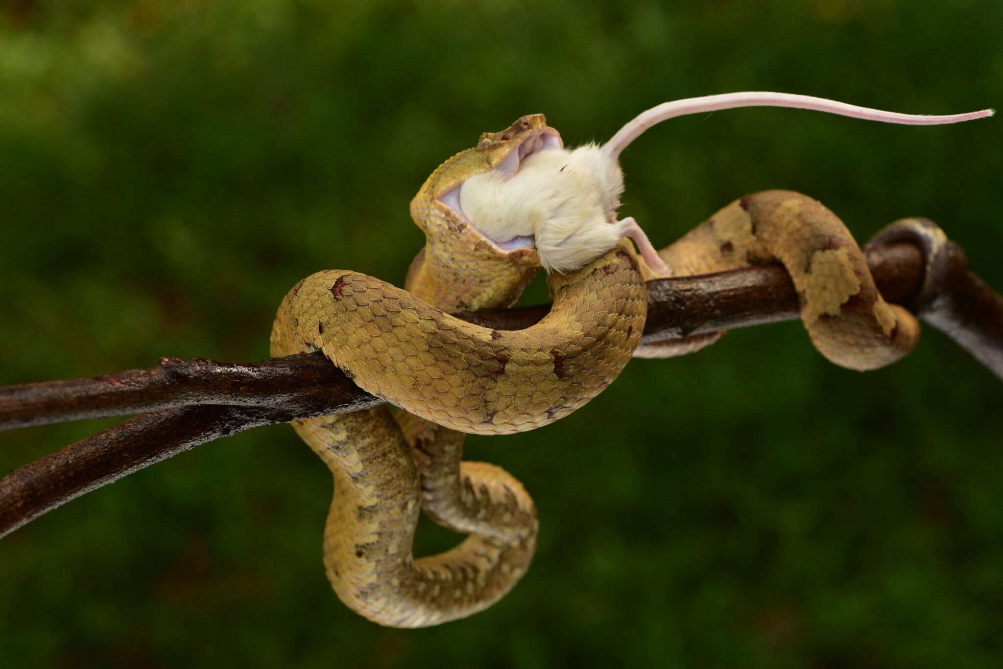 Can Snakes Choke? The Startling Facts Revealed! - Exotic Pet Safari