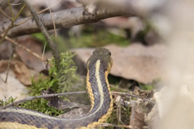 What Do Garter Snakes Eat? Understanding The Diet Of These Fascinating ...