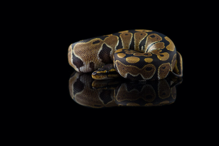 Debunking The Myth: Are Snakes Actually Slimy? - Exotic Pet Safari