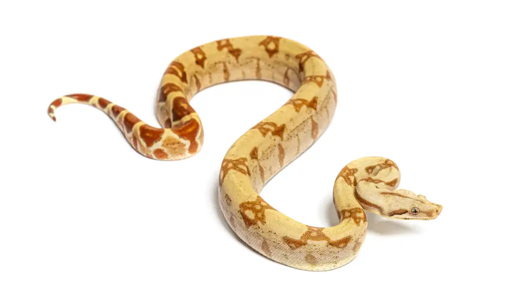 What Does Het Mean In Snakes Understanding Heterozygous For Reptile what-does-het-mean-in-snakes-understanding-heterozygous-for-reptile
