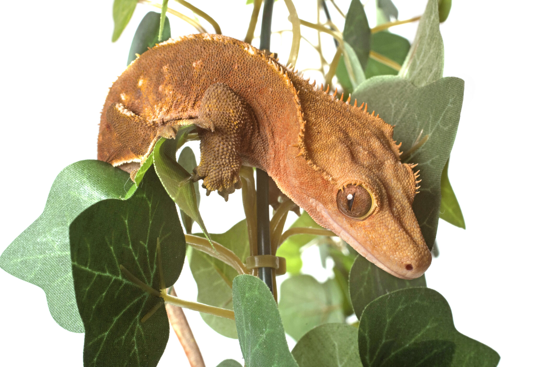 Can Crested Geckos Swim? Understanding Their Ability in Water - Exotic ...
